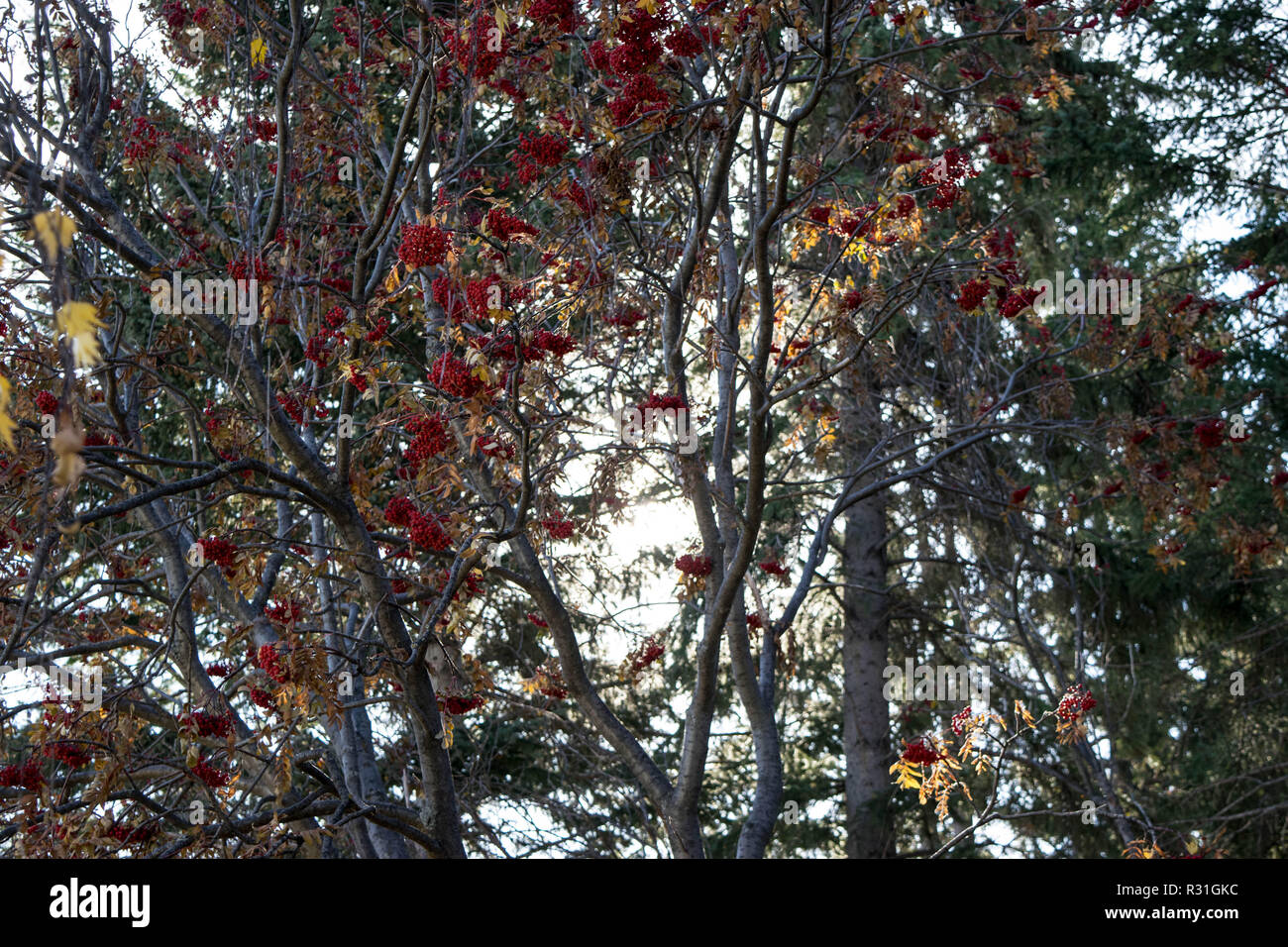 Urban autumnal scene hi-res stock photography and images - Alamy