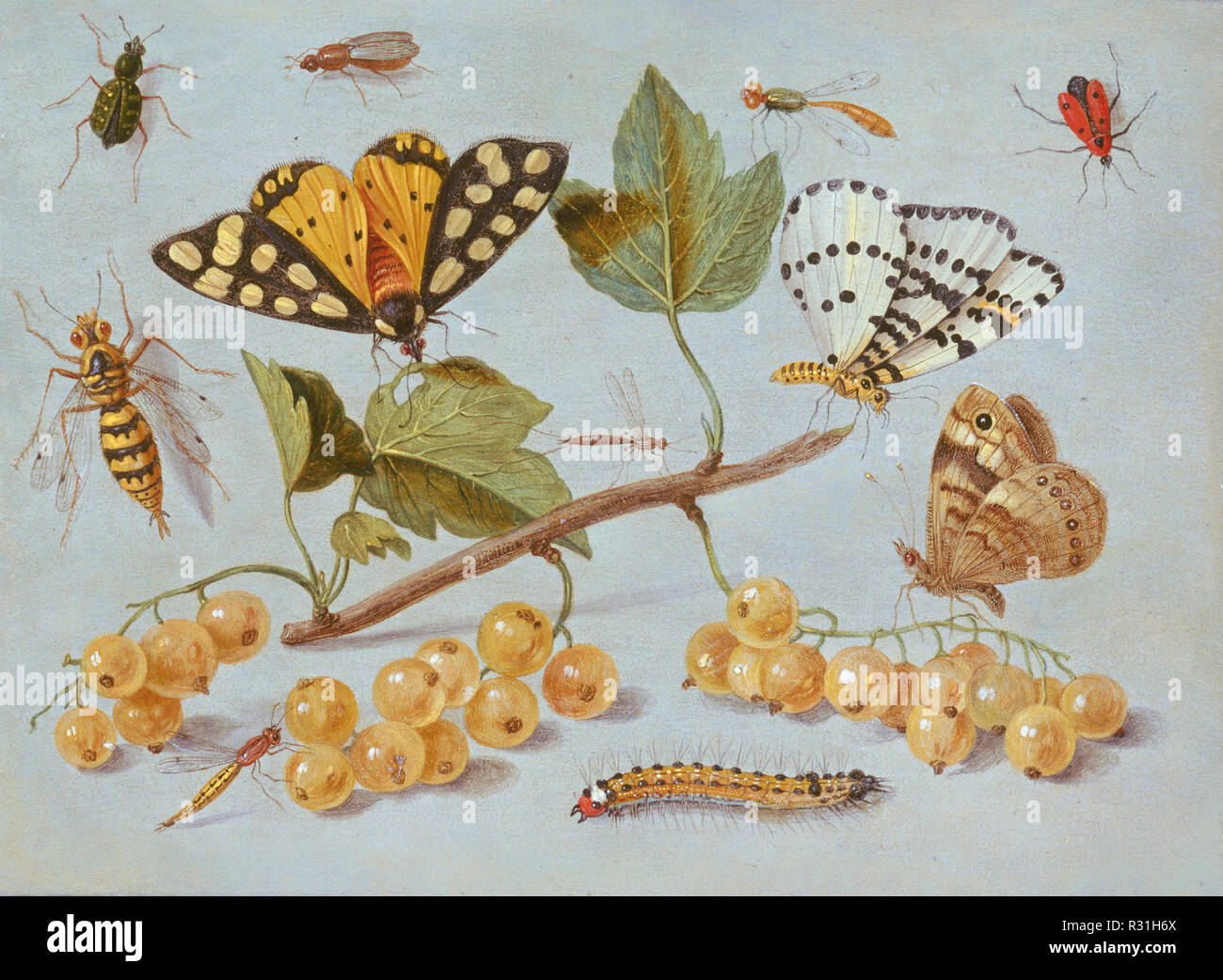 Study of Butterfly and Insects. Dated: c. 1655. Dimensions: overall: 11 ...