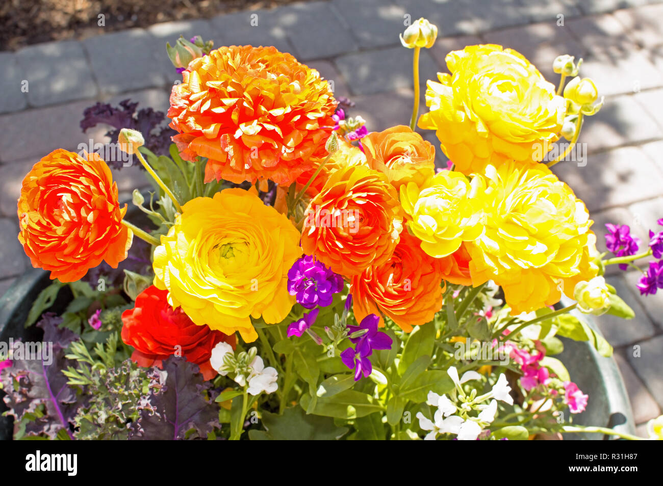A colorful bunch of orange, yellow and purple ranunculus in a pot on a ...