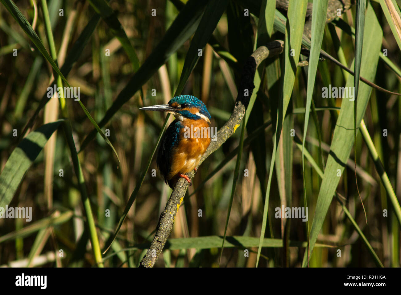 Male Kingfisher perched, side view, photgraphed at BirdLife nature ...