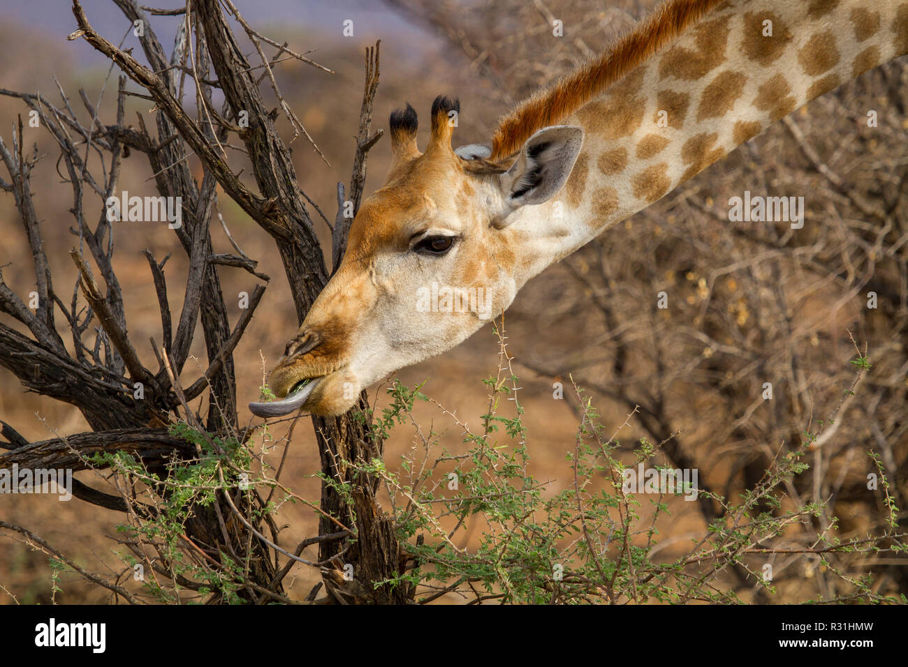Angolan Giraffe (Giraffa Giraffa angolensis), feeding on acacia, animal ...