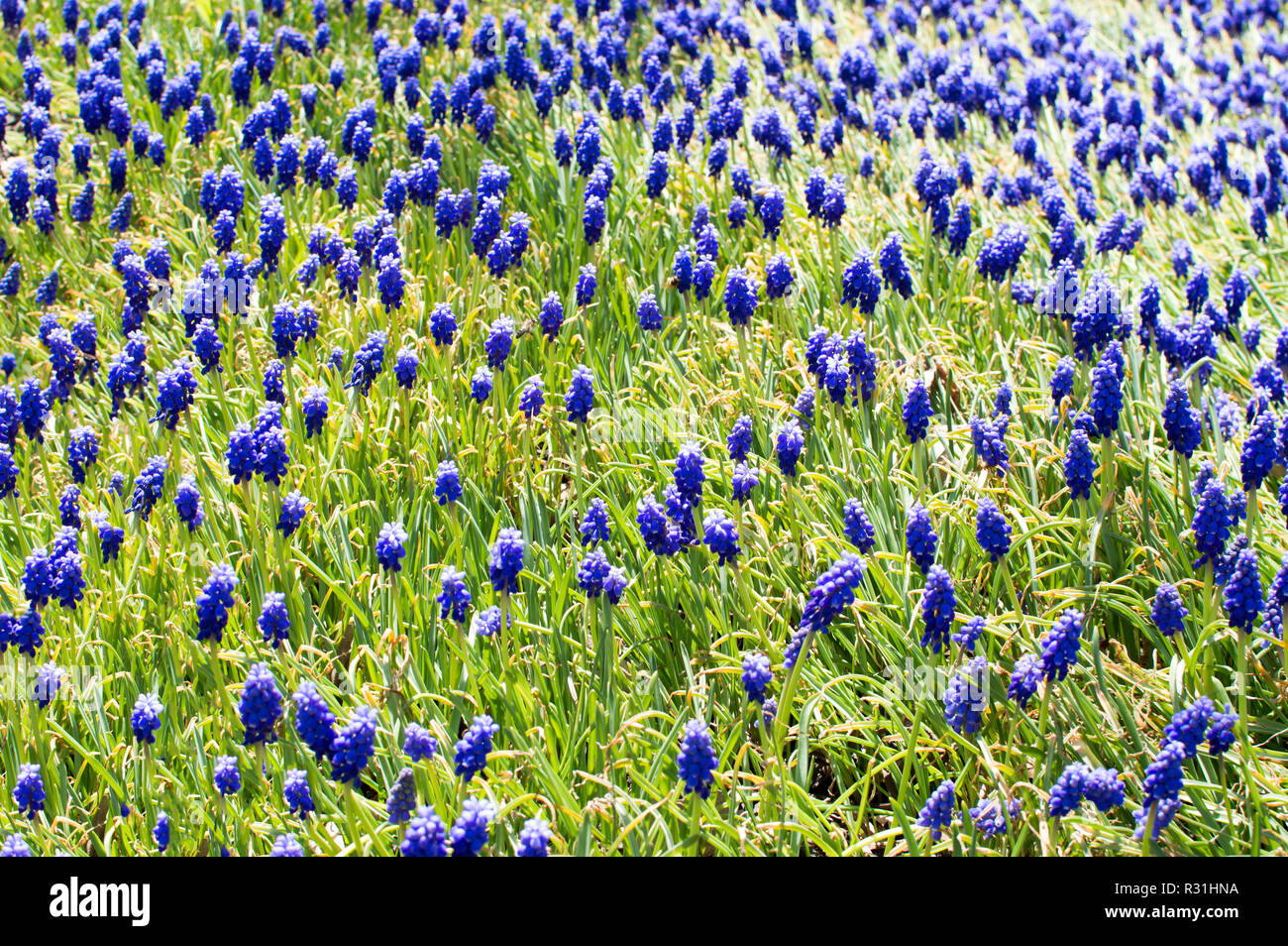 A large spread of grape hyacinths with a colony of bees hard at work ...