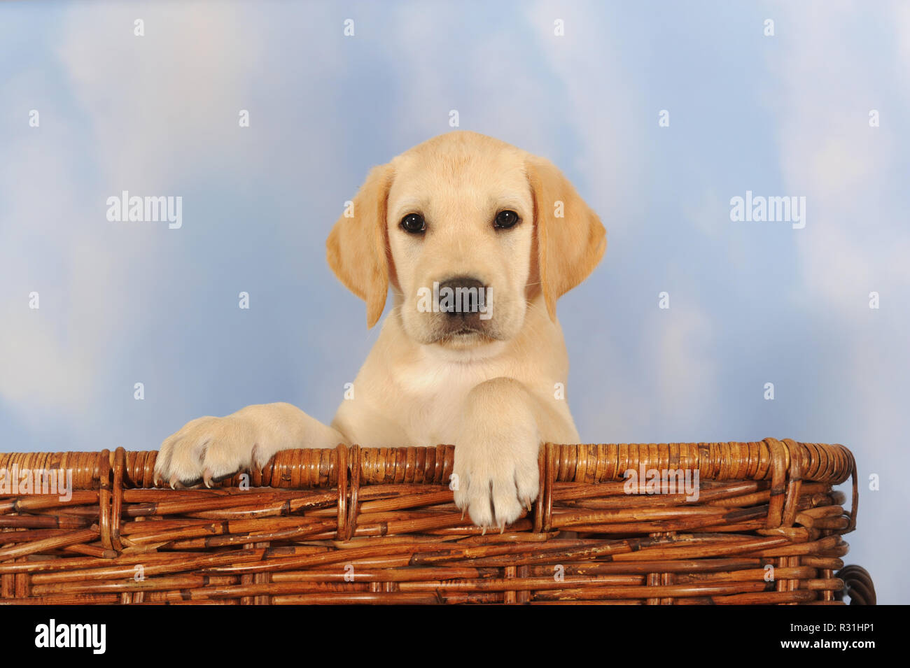 Labrador retriever, yellow, puppy 8 weeks old, sitting in wicker basket ...