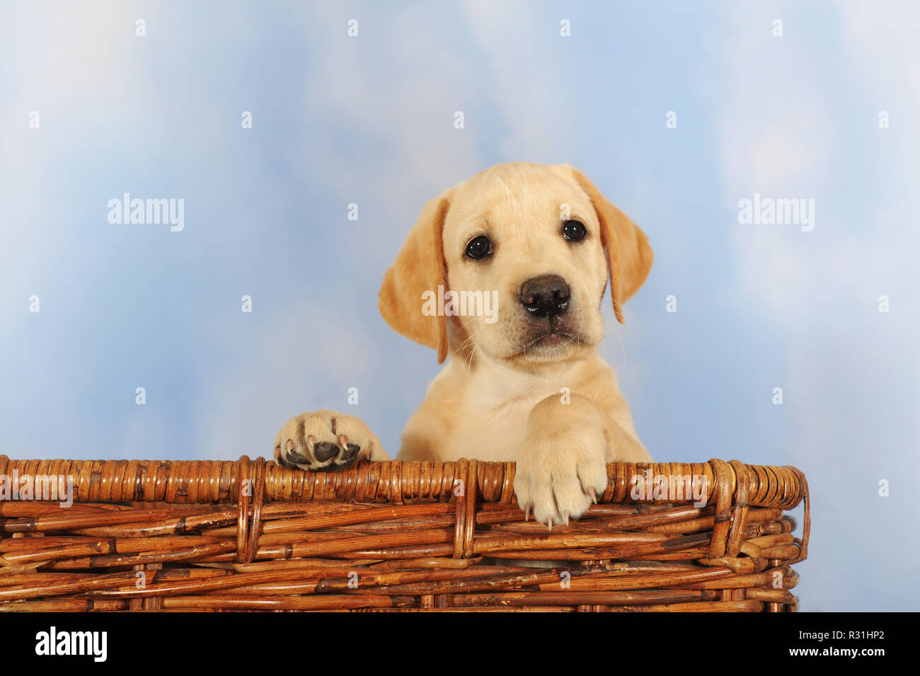 Yellow Lab Puppy 8 Weeks