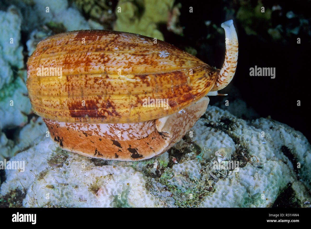 Conus Geographus Stock Photos & Conus Geographus Stock Images - Alamy