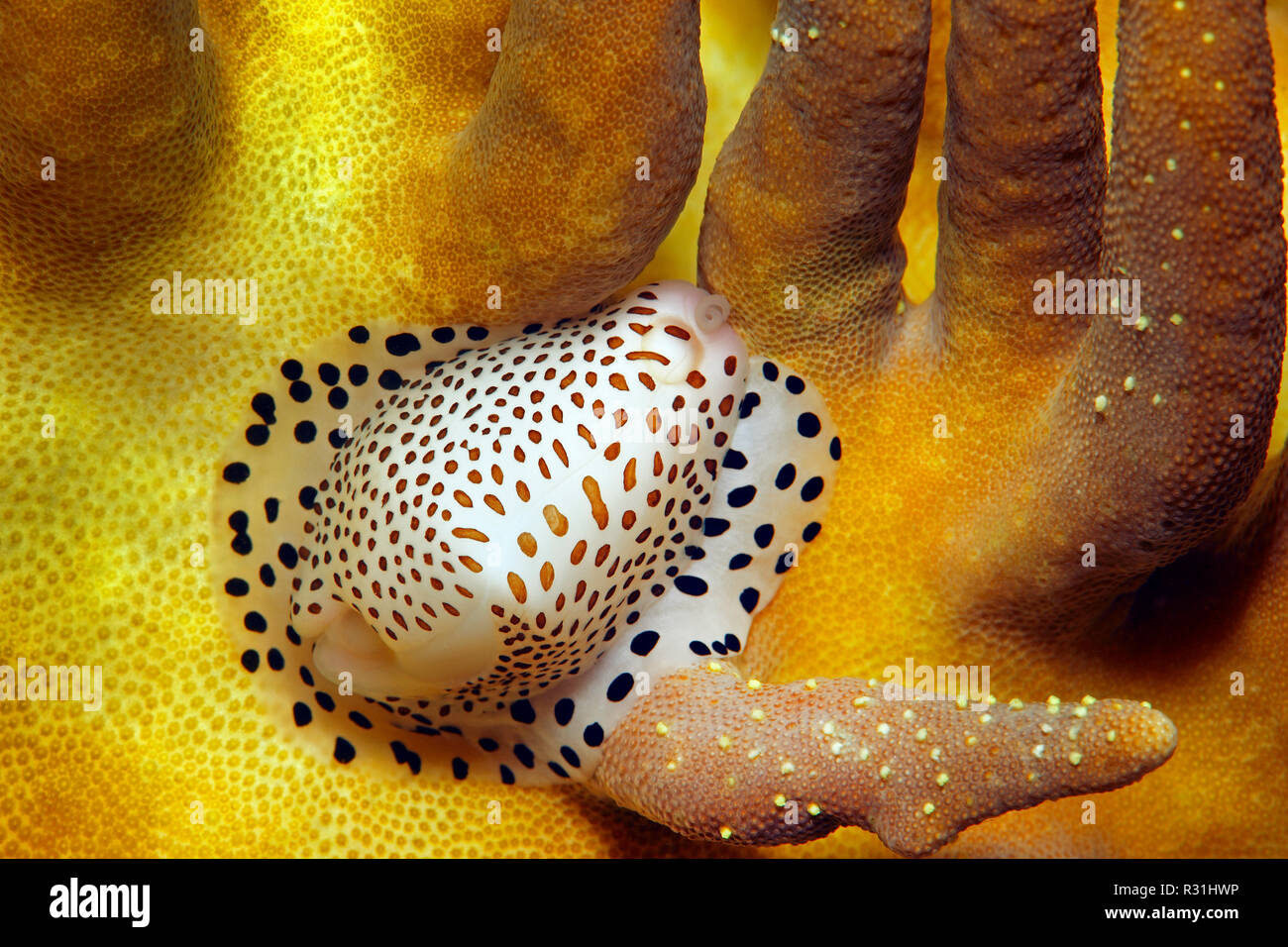 Leathery Egg High Resolution Stock Photography and Images - Alamy