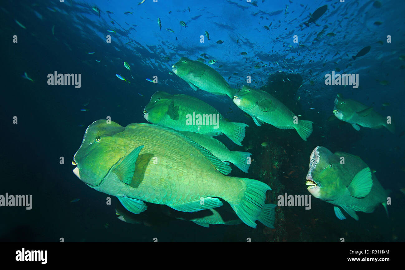 Green Humphead Parrotfish Bolbometopon Muricatum High Resolution Stock ...