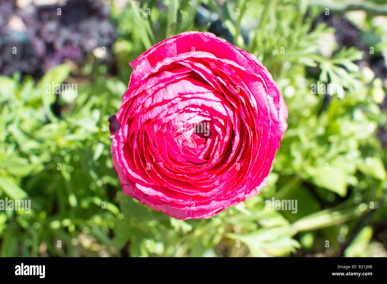 An isolated pink ranunculus bulb with green foliage behind it Stock ...