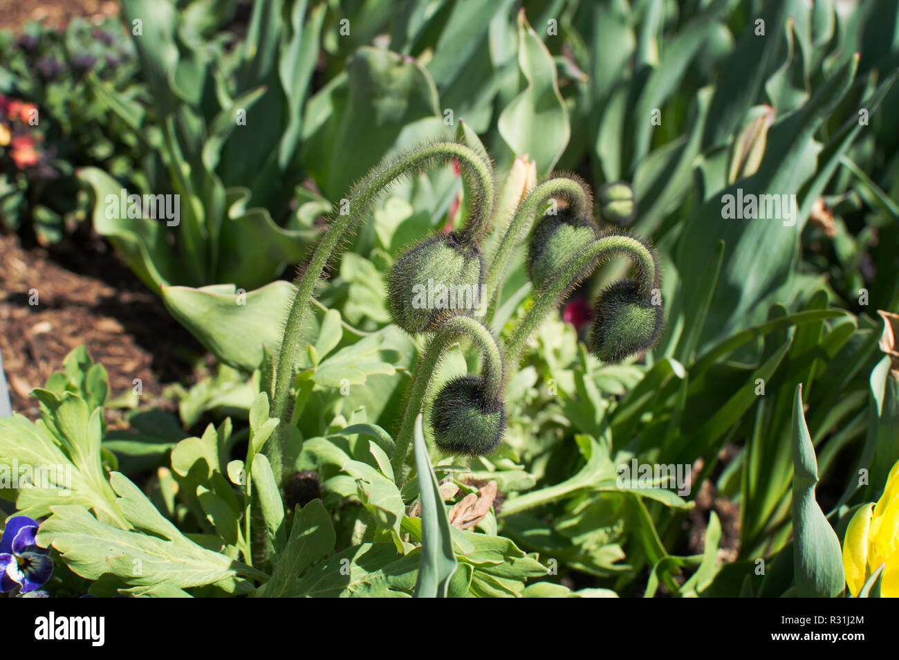 Drooping head hi-res stock photography and images - Alamy