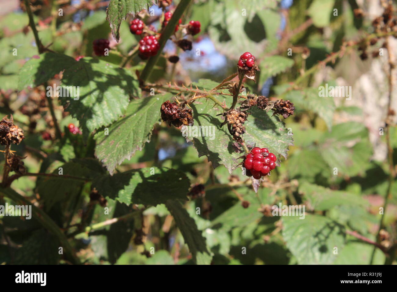 Unripened blackberries in autumn in woodland in UK Stock Photo - Alamy