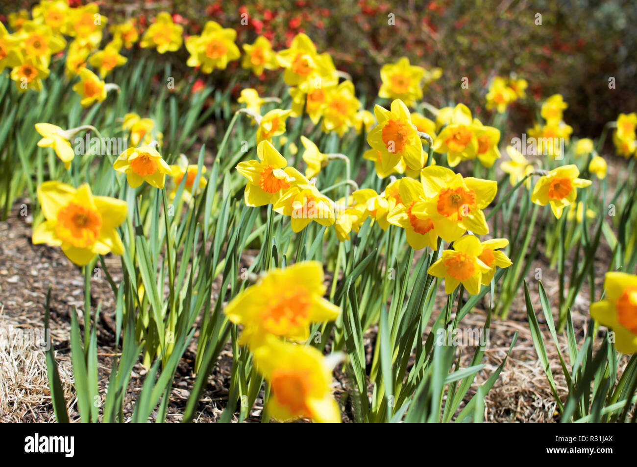 Small dark patch hi-res stock photography and images - Alamy