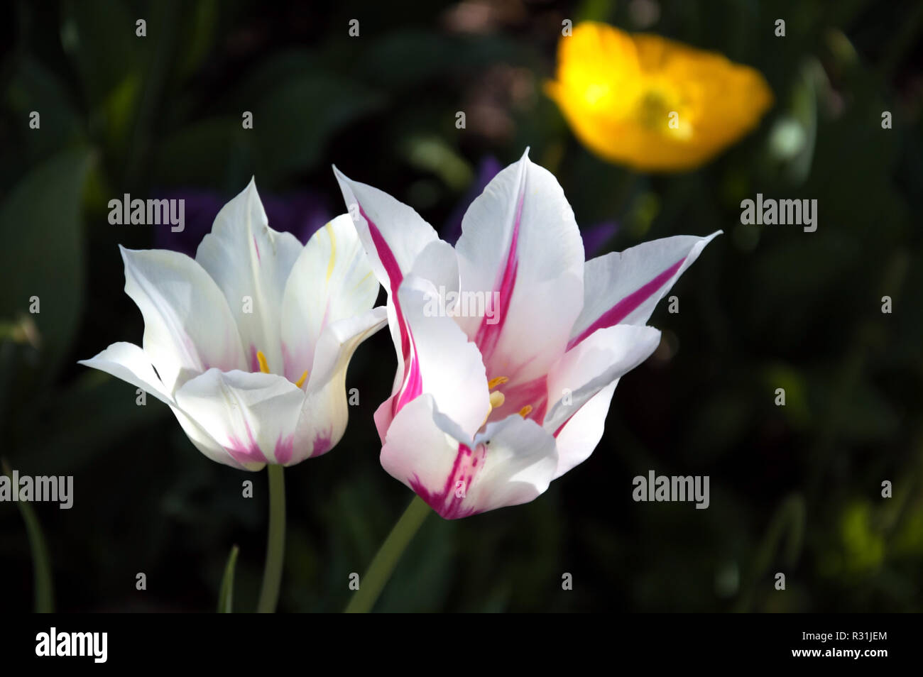 Flamed tulip hi-res stock photography and images - Alamy