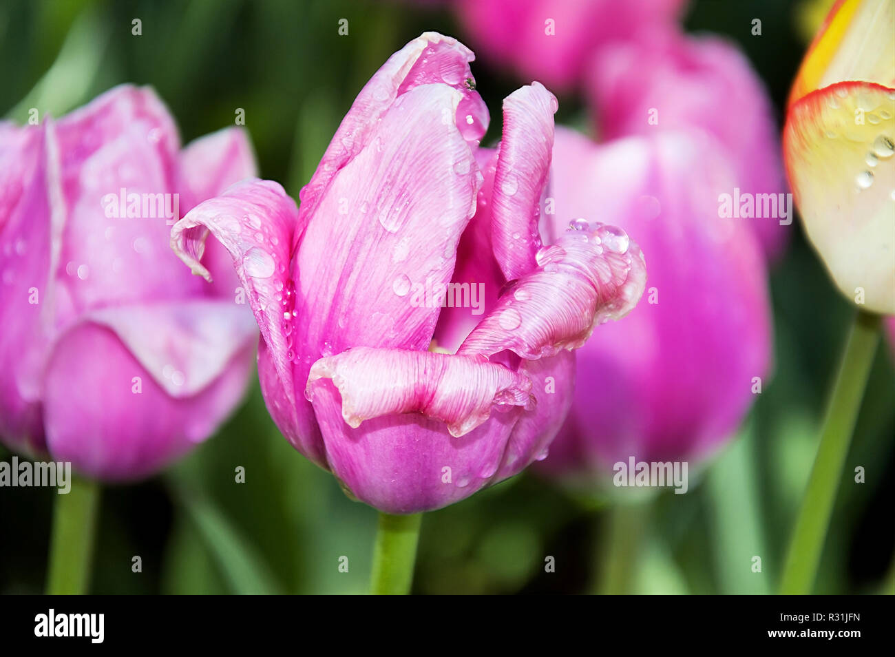 Lilac tulip with green leaves hi-res stock photography and images - Alamy
