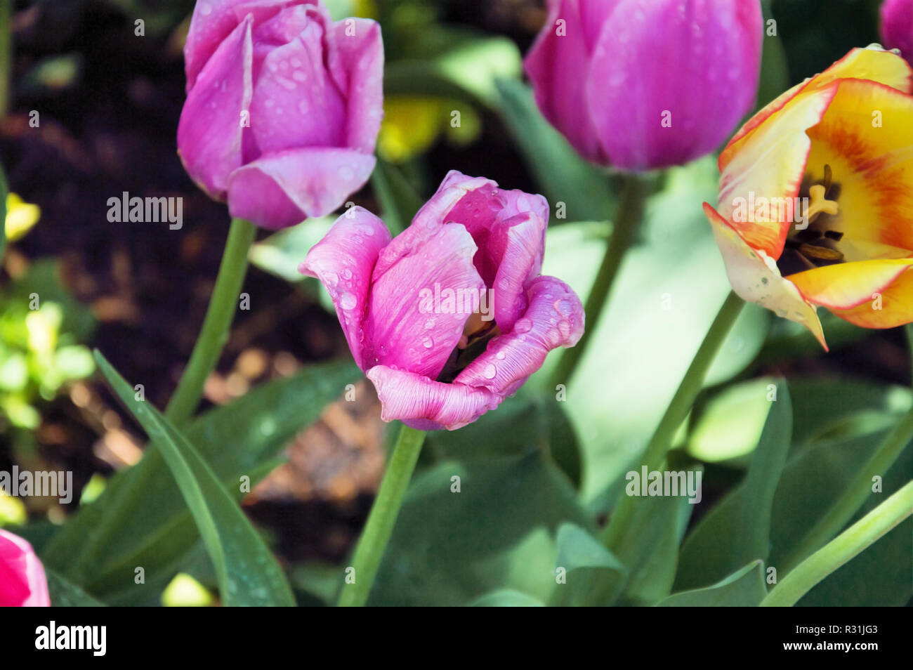 A bunch of purple tulips in the wild Stock Photo - Alamy