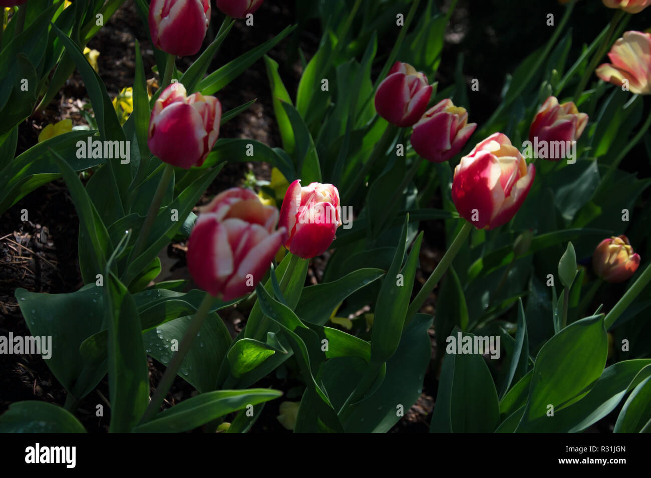 A patch of red and white tulips in darkness, with one tulip lit up by ...