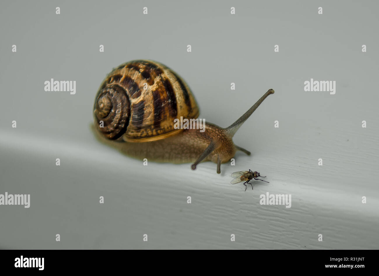 Brown Snail Stalking On Small Fly Stock Photo - Alamy