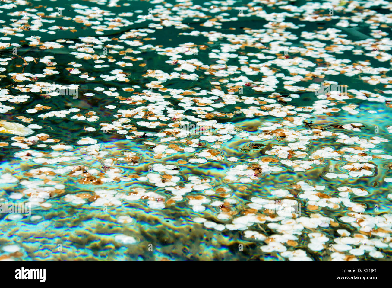 Petal floating water hi-res stock photography and images - Alamy