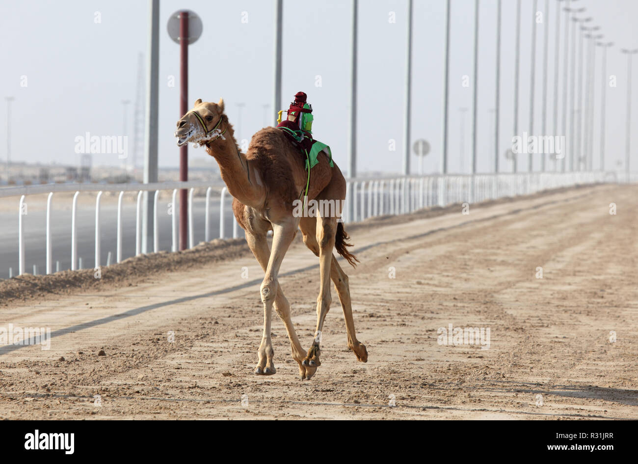 Camel racing doha hi-res stock photography and images - Alamy
