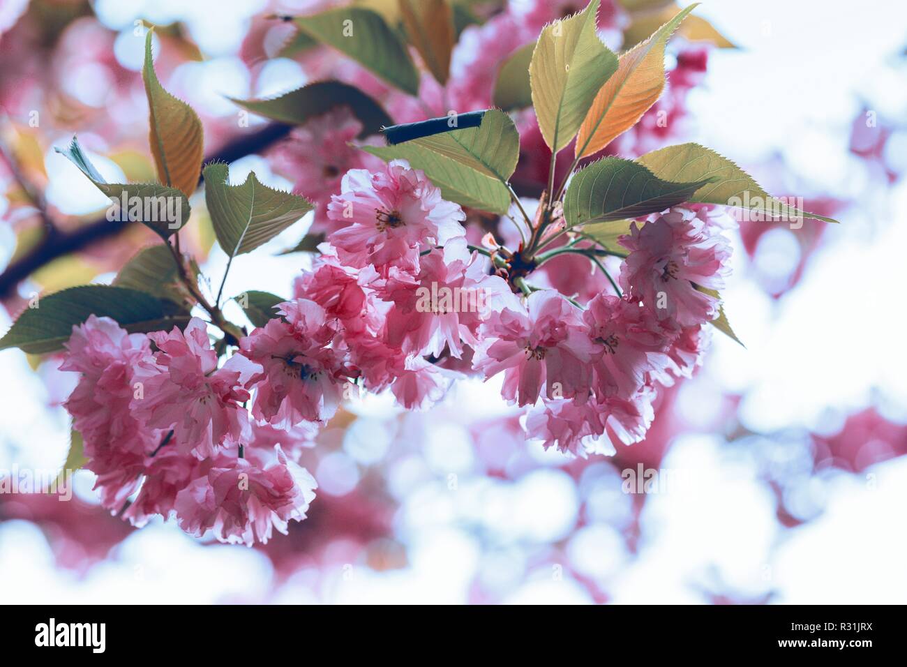 Cherry blossom beautiful, sakura. Spring, Japan Stock Photo - Alamy