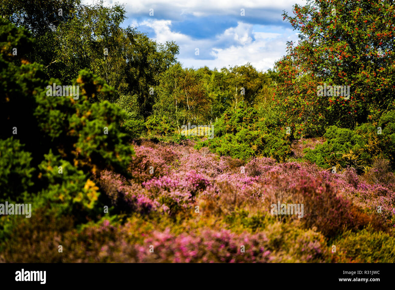The perfect place for a walk through the Dunwich Forest is the latest ...