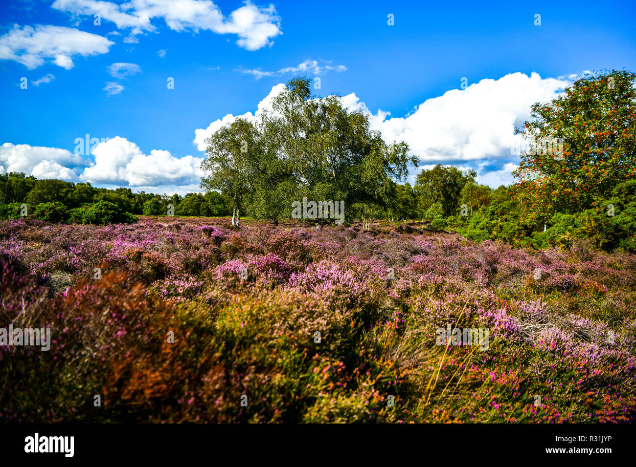 The perfect place for a walk through the Dunwich Forest is the latest ...