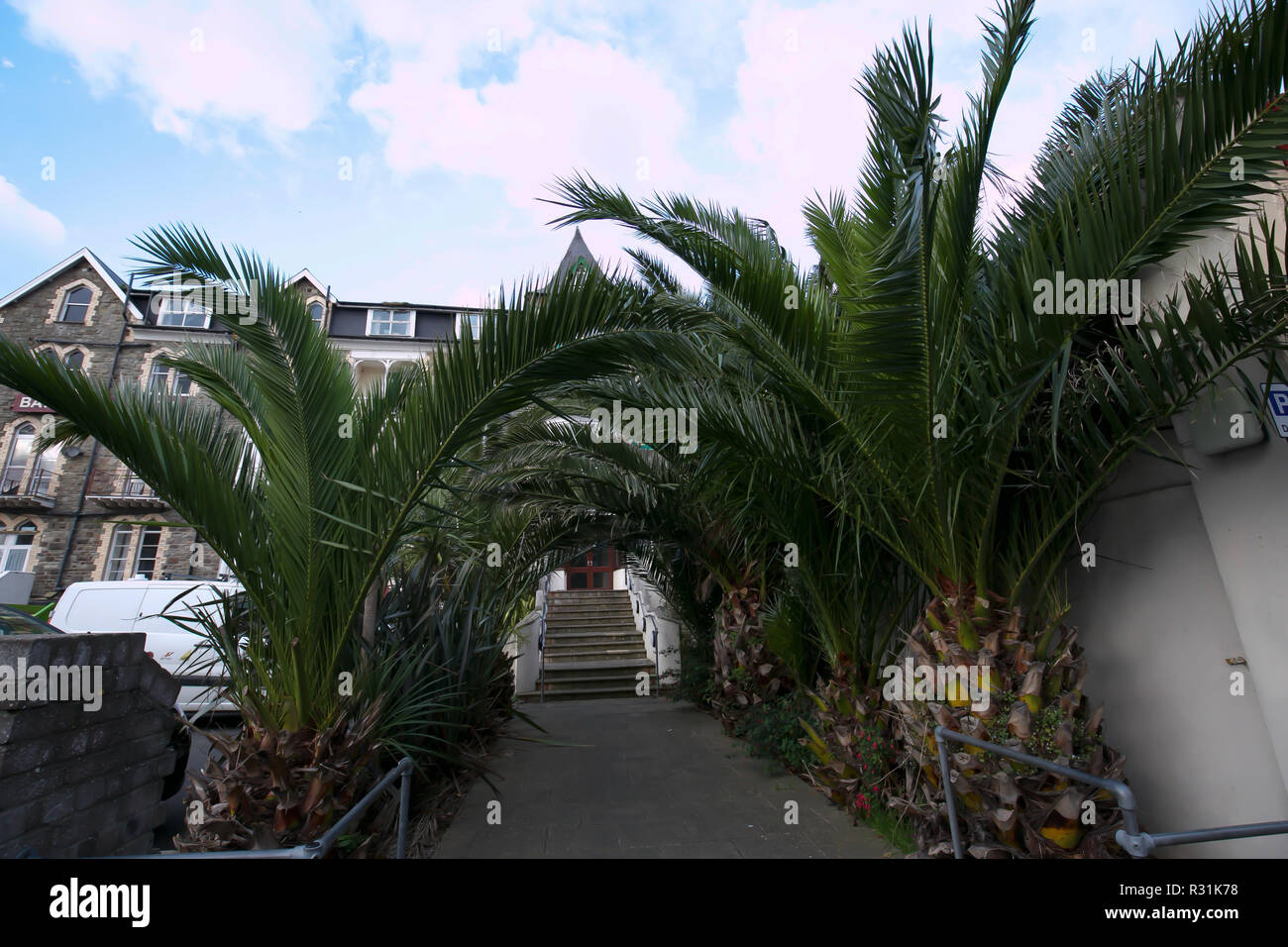 Palm Trees in Ilfracombe Devon, UK Stock Photo - Alamy