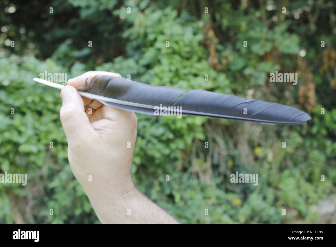 hand with an eagle feather, concept of ancient writing Stock Photo - Alamy