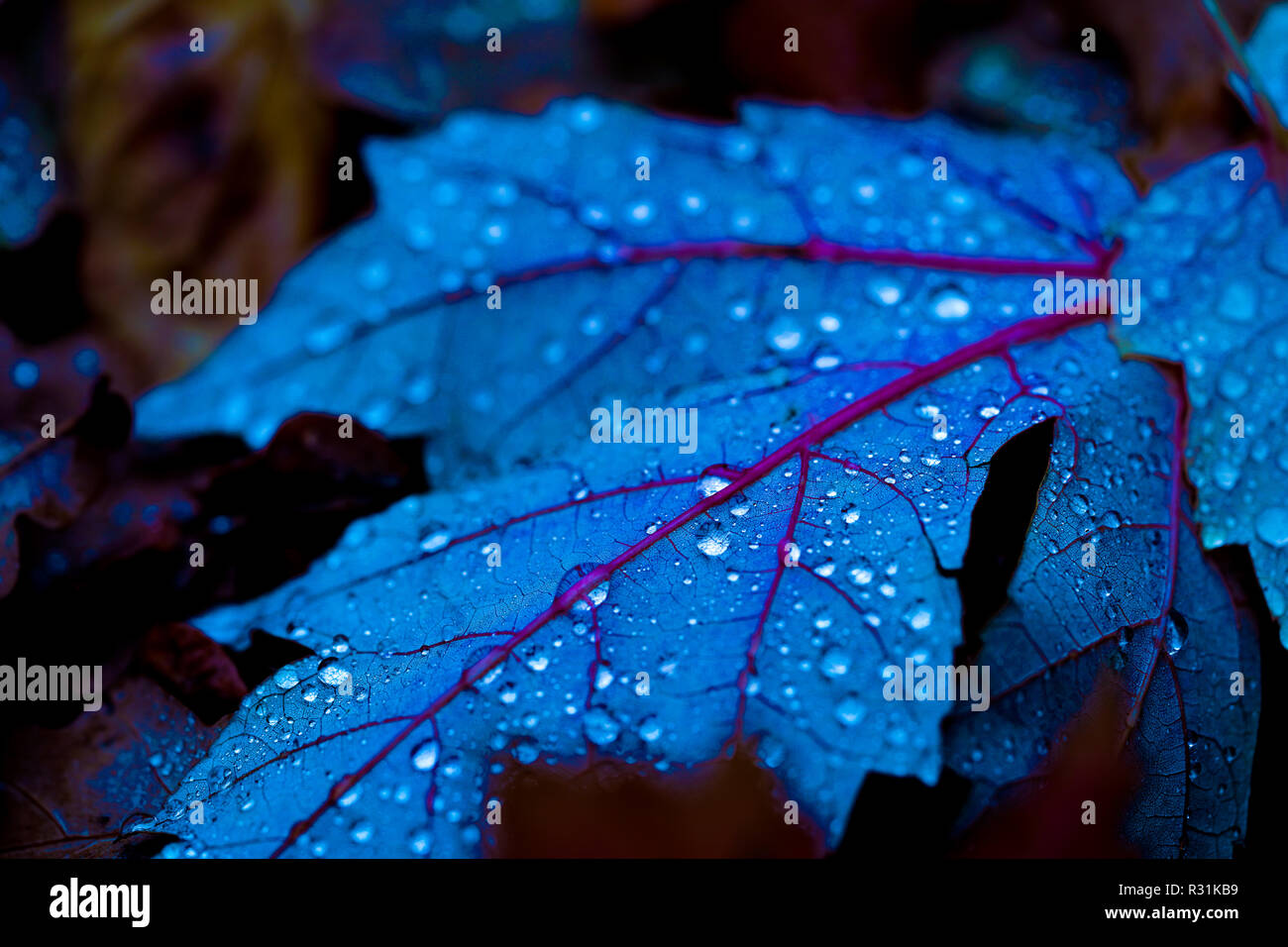 Clearleaf hi-res stock photography and images - Alamy