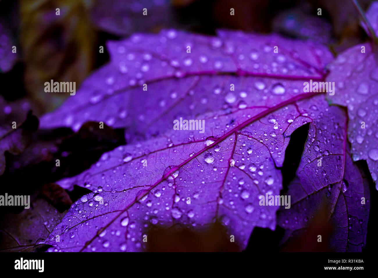 Clearleaf hi-res stock photography and images - Alamy