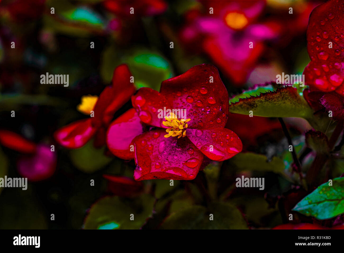 Naturalredleaf hi-res stock photography and images - Alamy