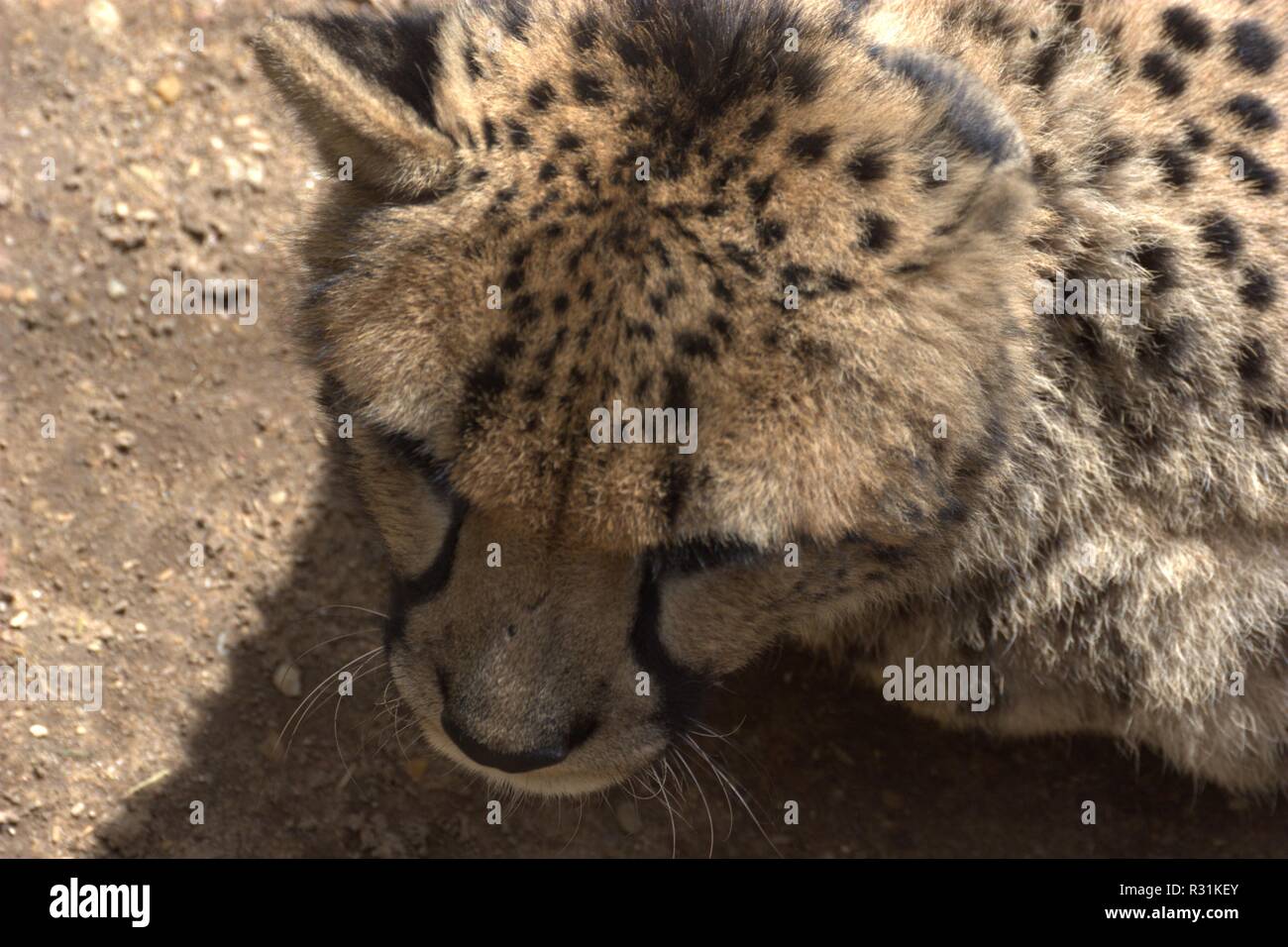 young cheetah cub Stock Photo - Alamy