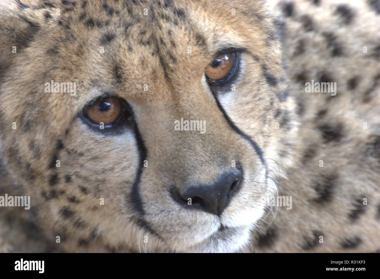 young cheetah cub Stock Photo - Alamy