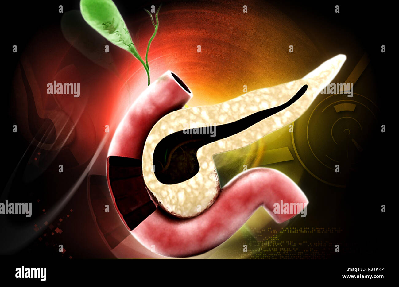 Pancreatic juice hi-res stock photography and images - Alamy