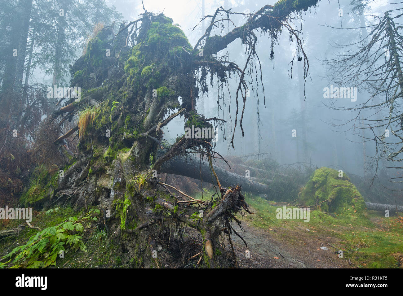 Landscape with huge uprooted tree in the forest Stock Photo - Alamy