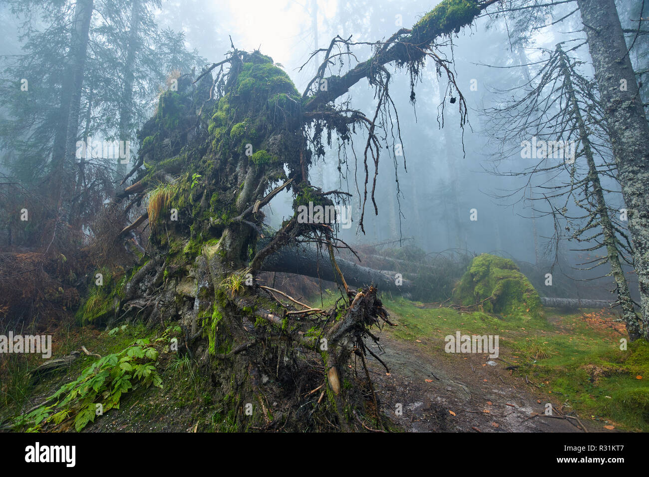 Uprooted tree hi-res stock photography and images - Alamy