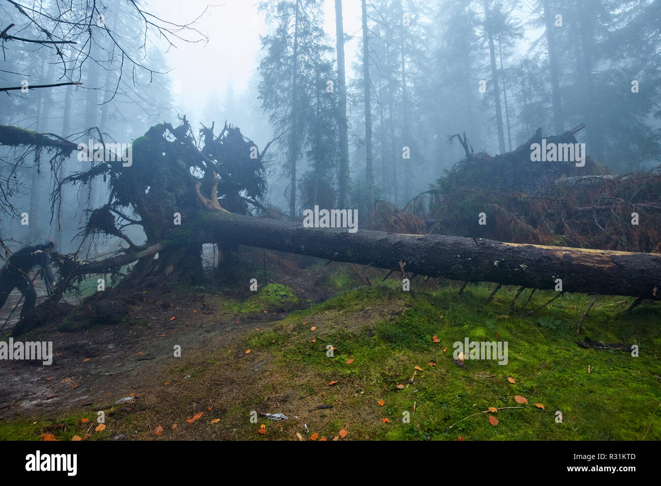 Landscape with huge uprooted tree in the forest Stock Photo - Alamy