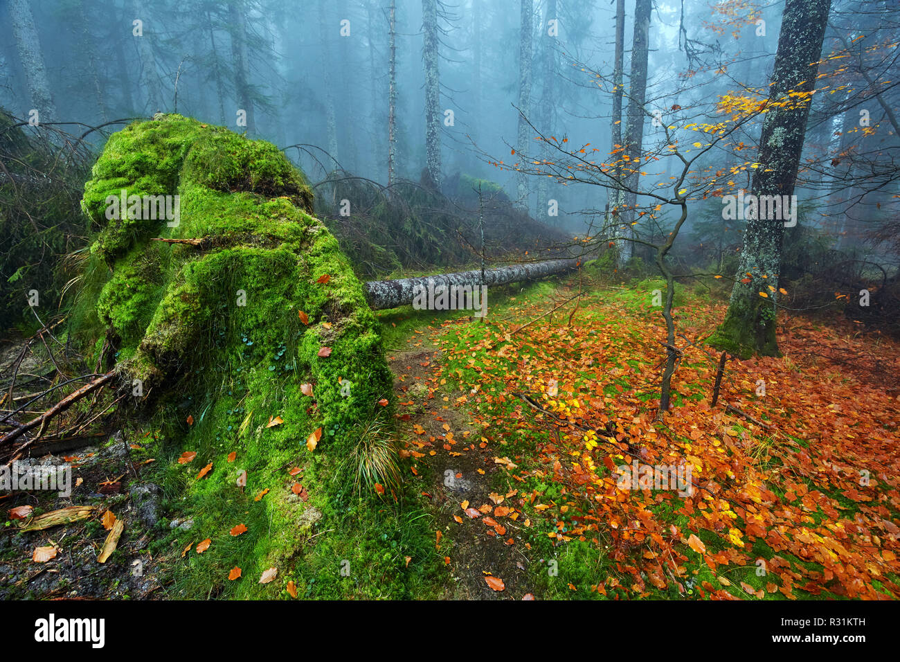 Landscape with huge uprooted tree in the forest Stock Photo - Alamy
