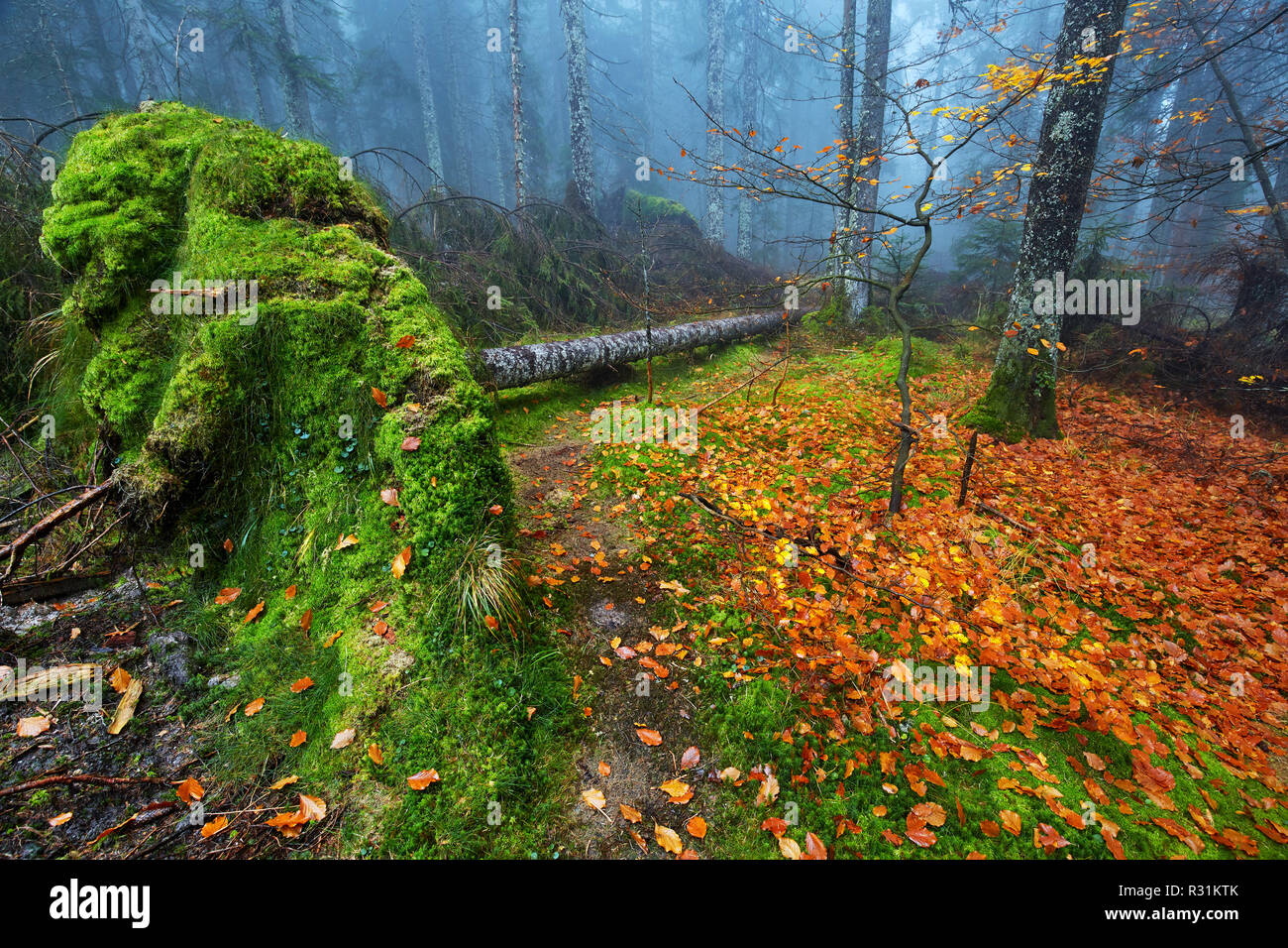 Landscape with huge uprooted tree in the forest Stock Photo - Alamy