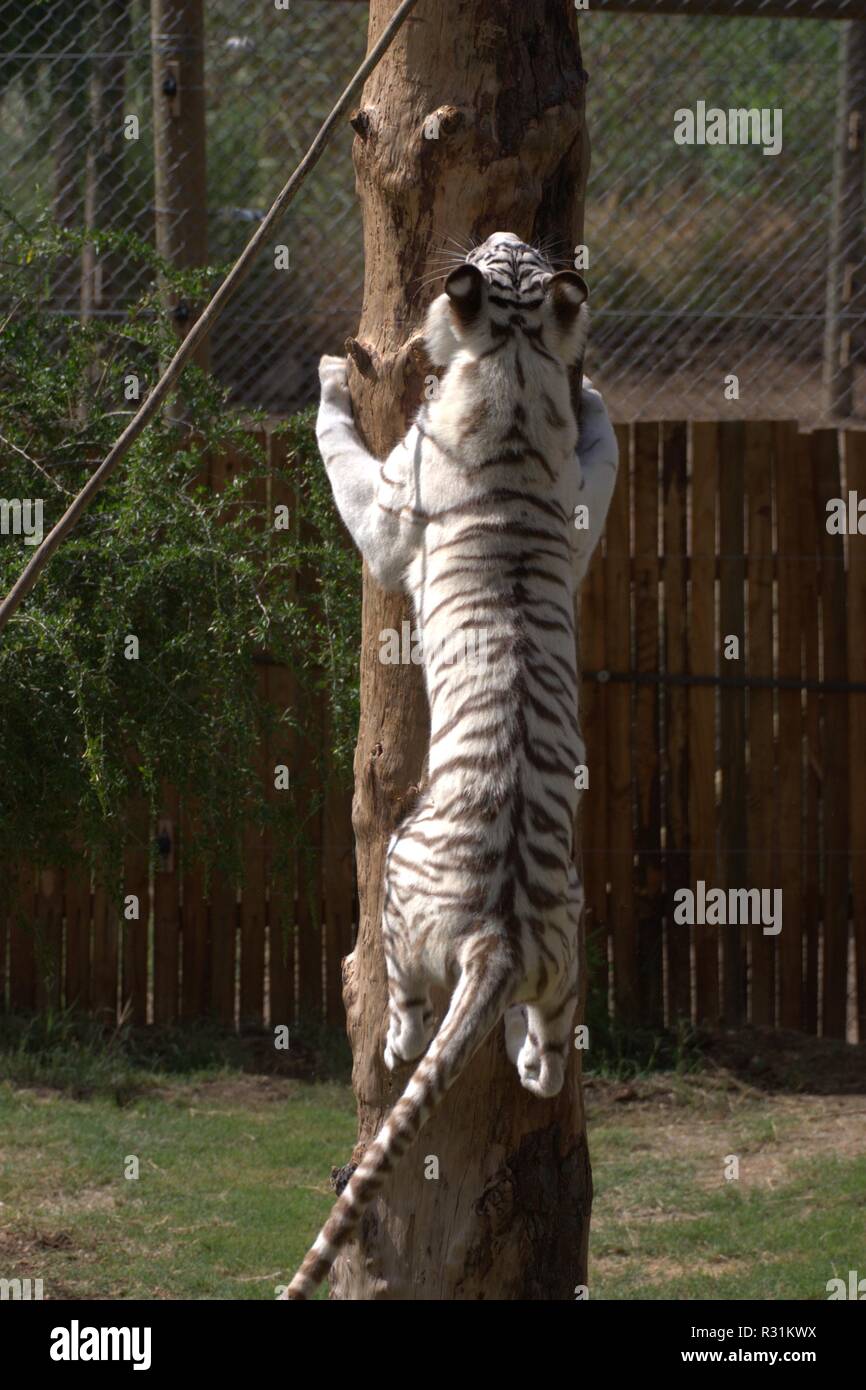 Tiger climbing tree hi-res stock photography and images - Alamy