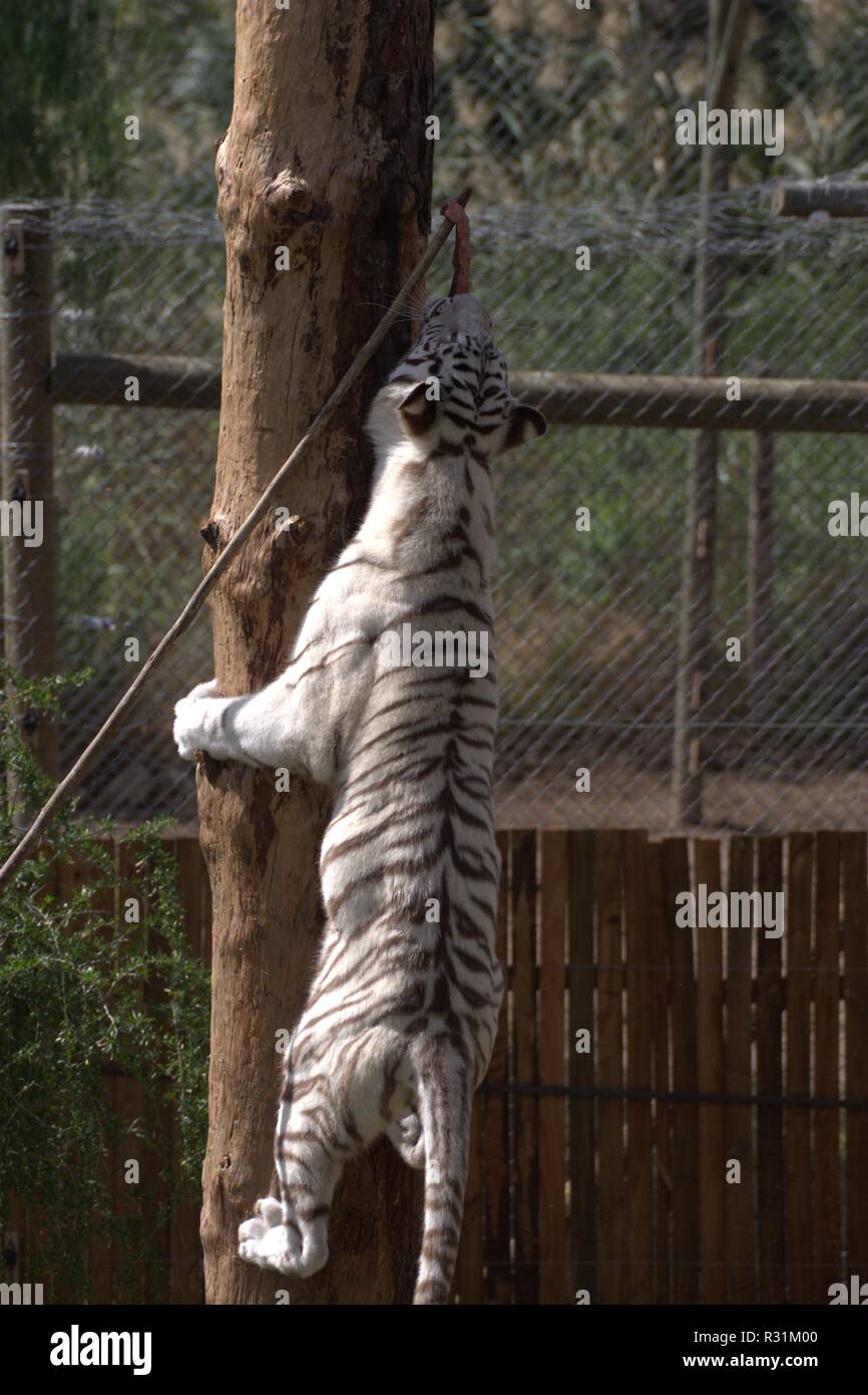 Tiger legs hi-res stock photography and images - Alamy