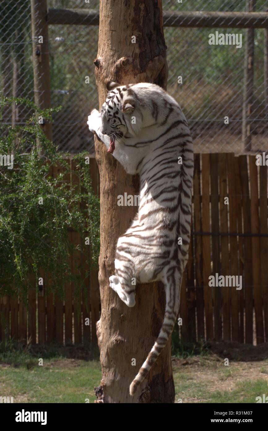 Tiger claws climb hi-res stock photography and images - Alamy
