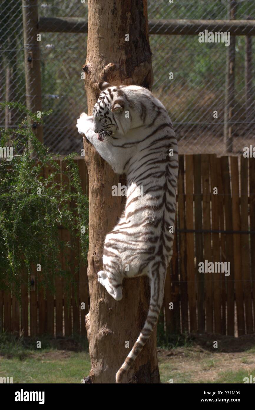 Tiger climbing tree hi-res stock photography and images - Alamy