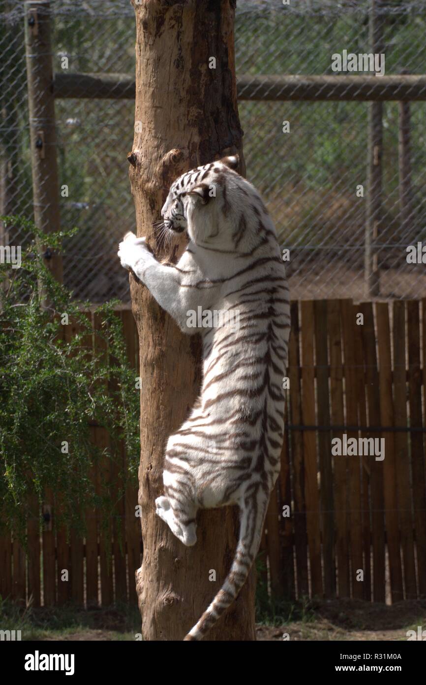 Tiger legs hi-res stock photography and images - Alamy