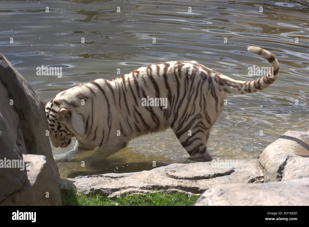 Tiger jumping water hi-res stock photography and images - Alamy