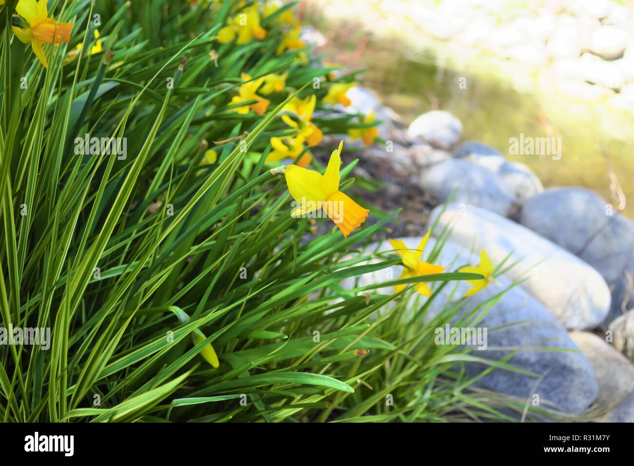 Small dark patch hi-res stock photography and images - Alamy