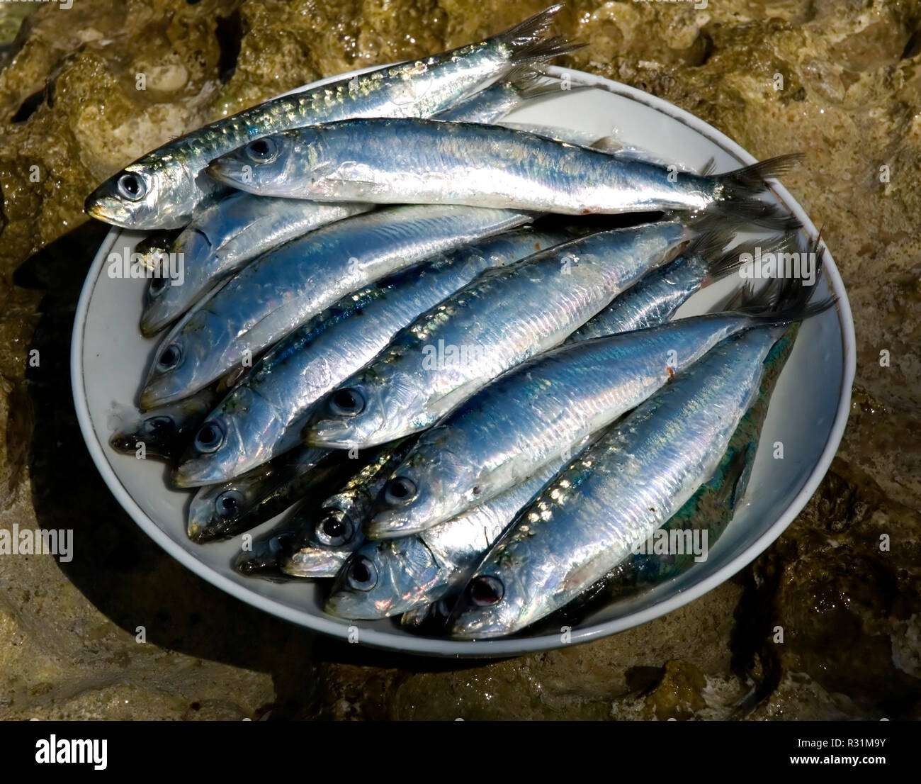 Salting fishes hi-res stock photography and images - Alamy