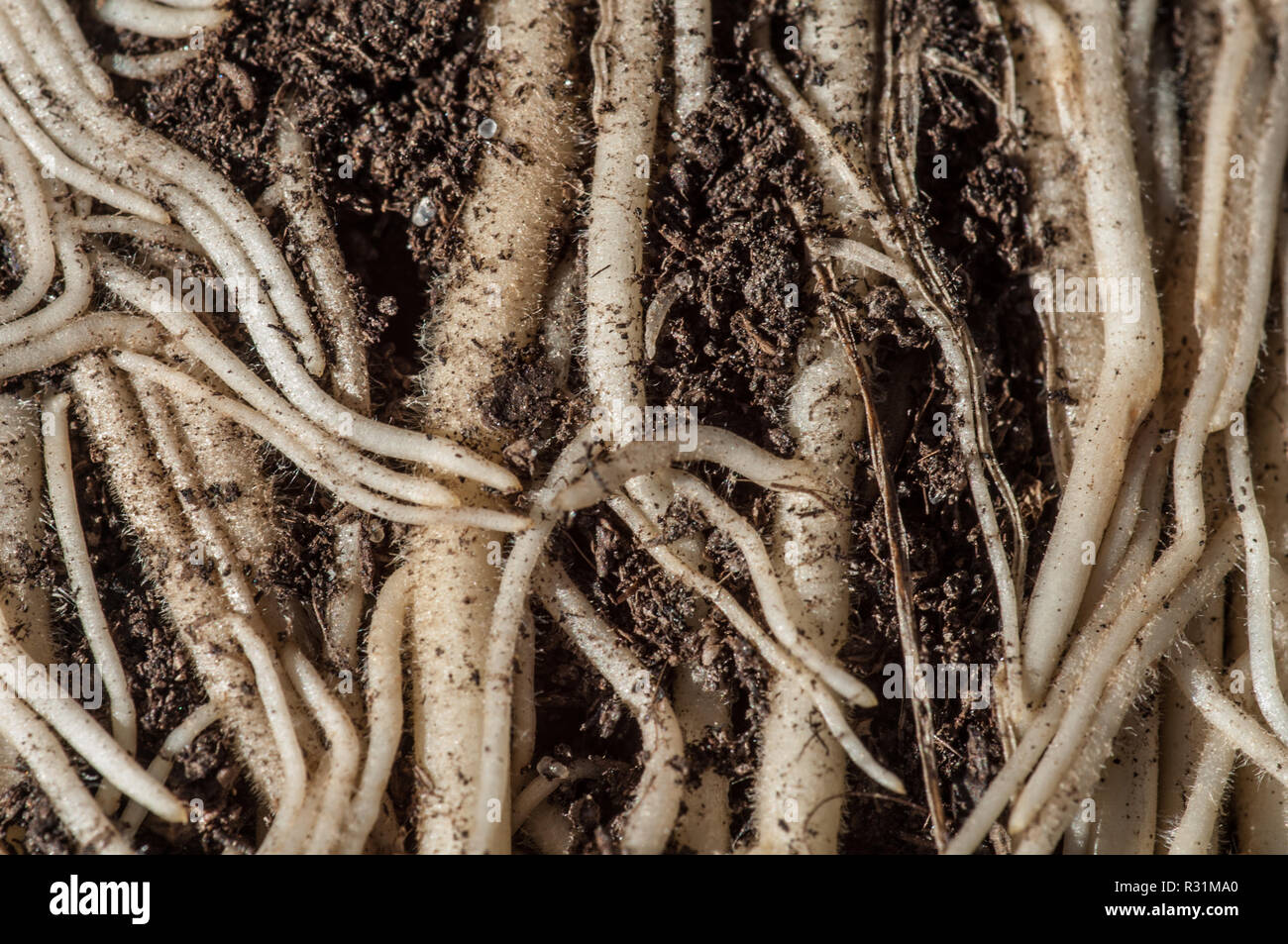 Plant root chaos close hi-res stock photography and images - Alamy