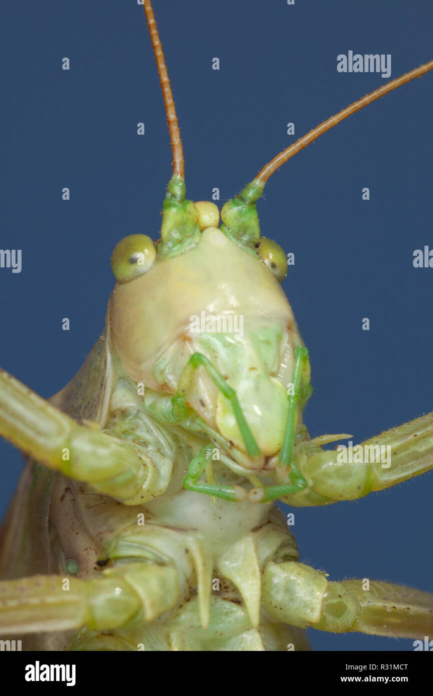 Close up photo of katydid hi-res stock photography and images - Alamy