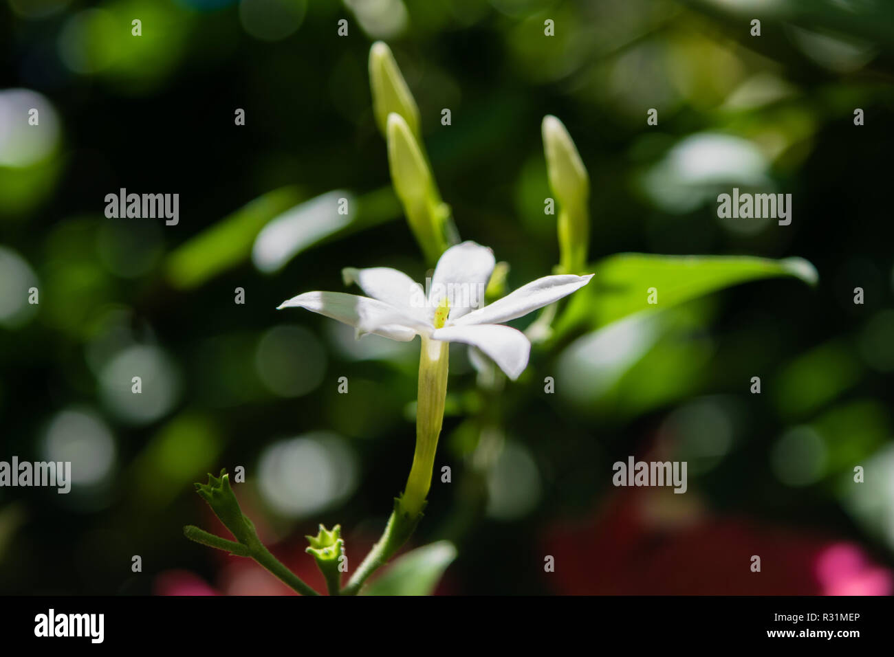 Azores Jasmine (Jasminum azoricum) flower in garden, blooming jasmine ...