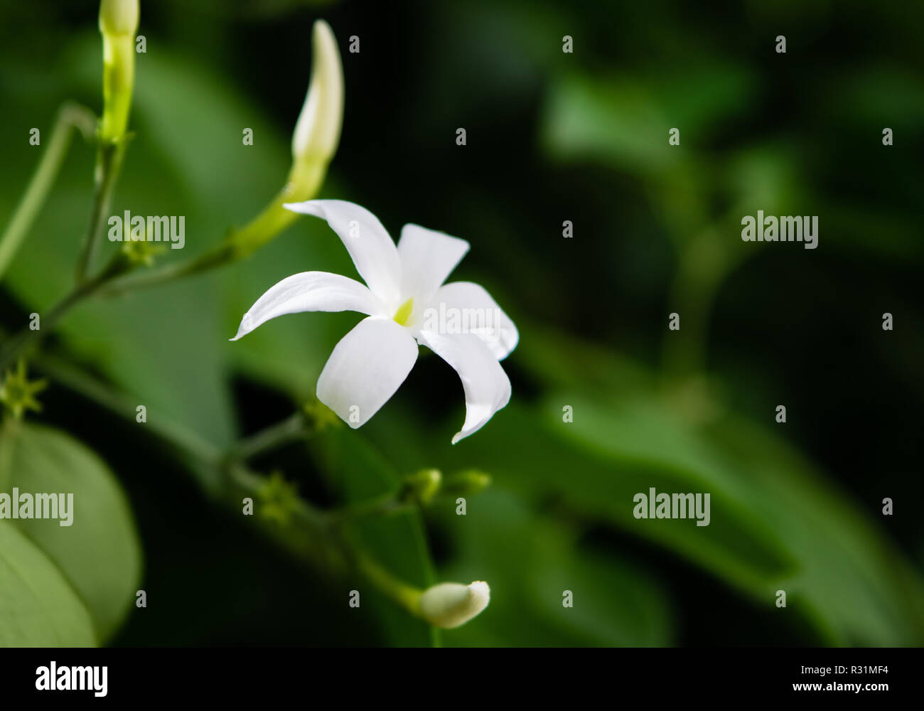 Azores Jasmine (Jasminum azoricum) flower in garden, blooming jasmine ...